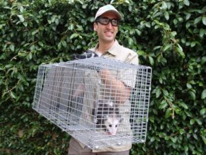Trapping Opossum Steps – Humane Wildlife Removal