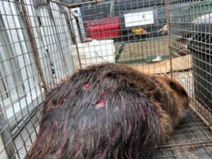 Beaver Diseases – Humane Wildlife Removal